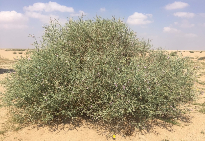 Zilla spinosa ( L. ) Prantl .. شجيرة الشبرم – Kuwait Wildlife l الحياة ...
