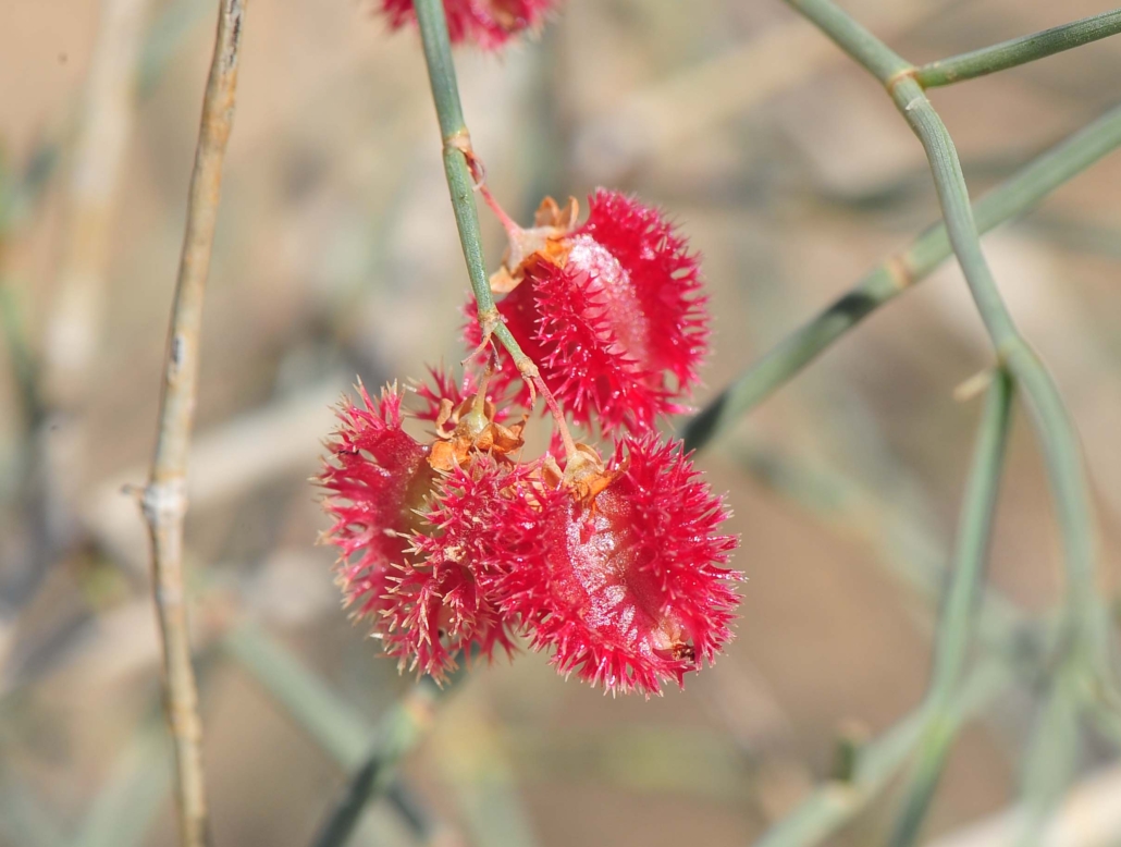 Calligonum comosum L. Her. ..ثمار شجيرة الأرطى أو العبل – Kuwait ...
